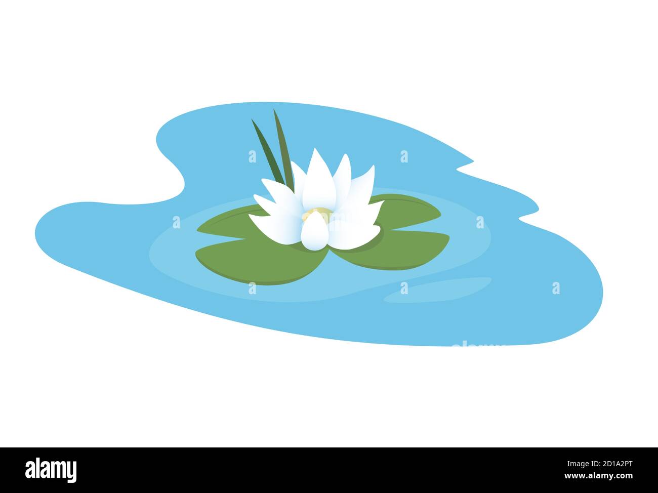 White water lily in the pond. Isolated vector illustration on white ...