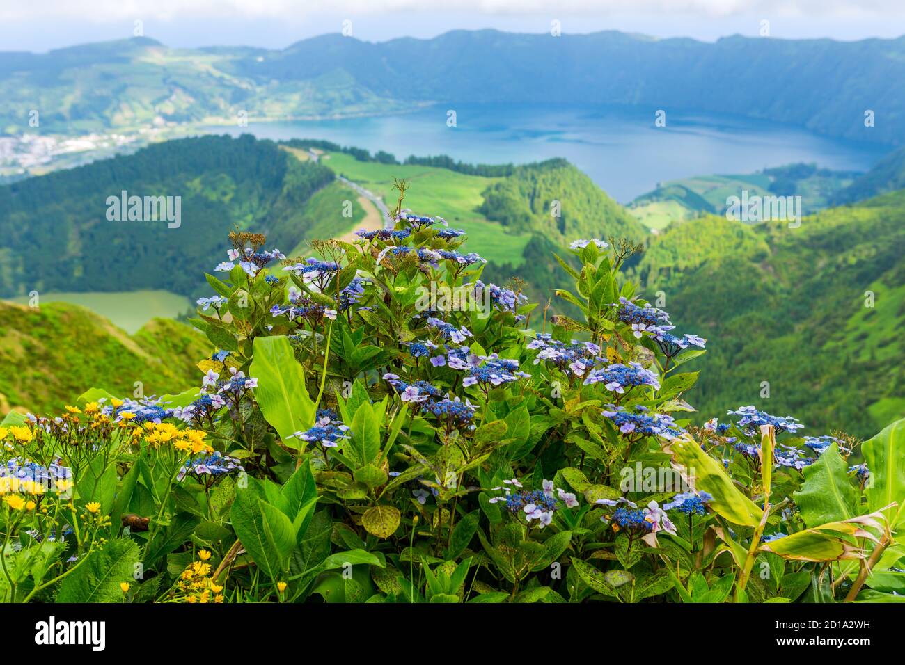 Wild flowers in the mountain in the lake of Sete Cidades, a volcanic ...