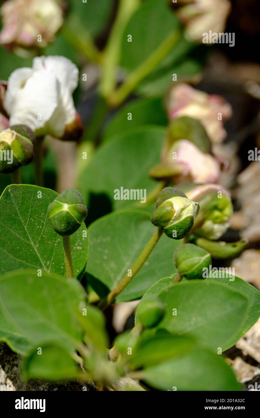 Alcaparra hi-res stock photography and images - Alamy