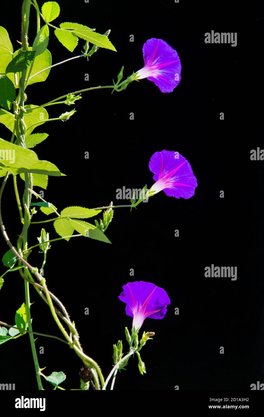 Common morning glory (Ipomoea purpurea) vine with flowers climbing stem ...