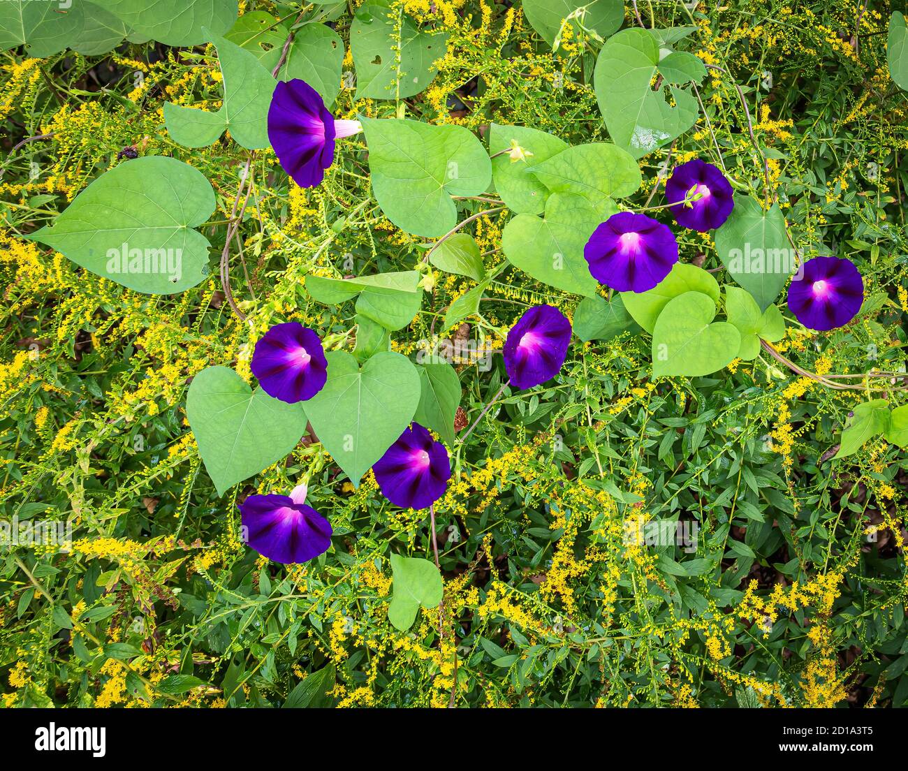 Blossom fireworks hi-res stock photography and images - Alamy