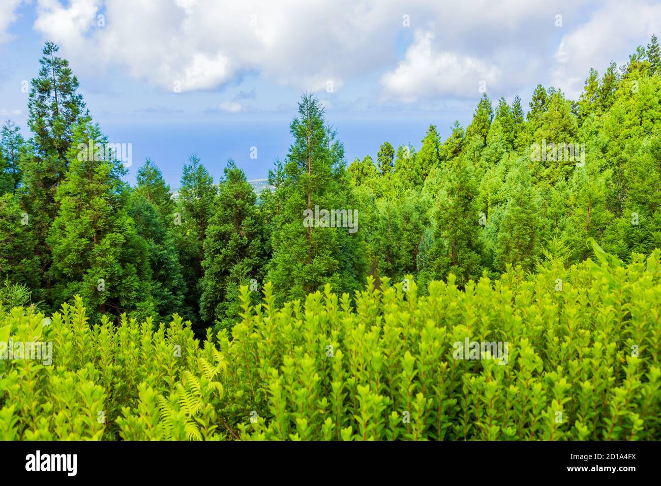 Beautiful landscape sceneries in Azores Portugal. Tropical nature in ...