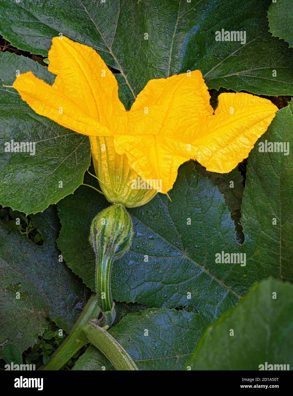 Squash Cucurbita Sp High Resolution Stock Photography and Images - Alamy
