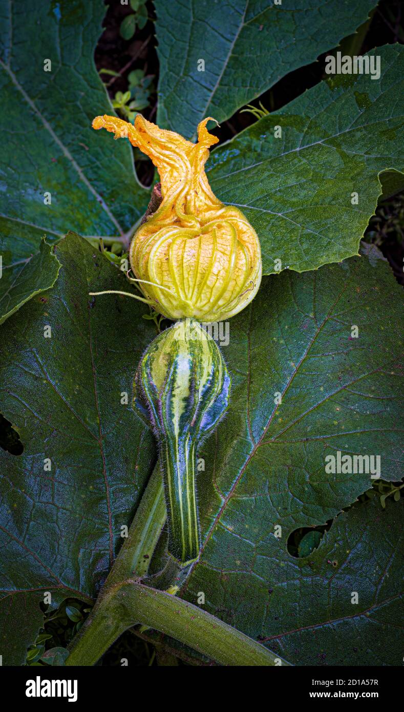 Fades flower of gourd plant (Cucurbita sp.), with newly formed fruit ...