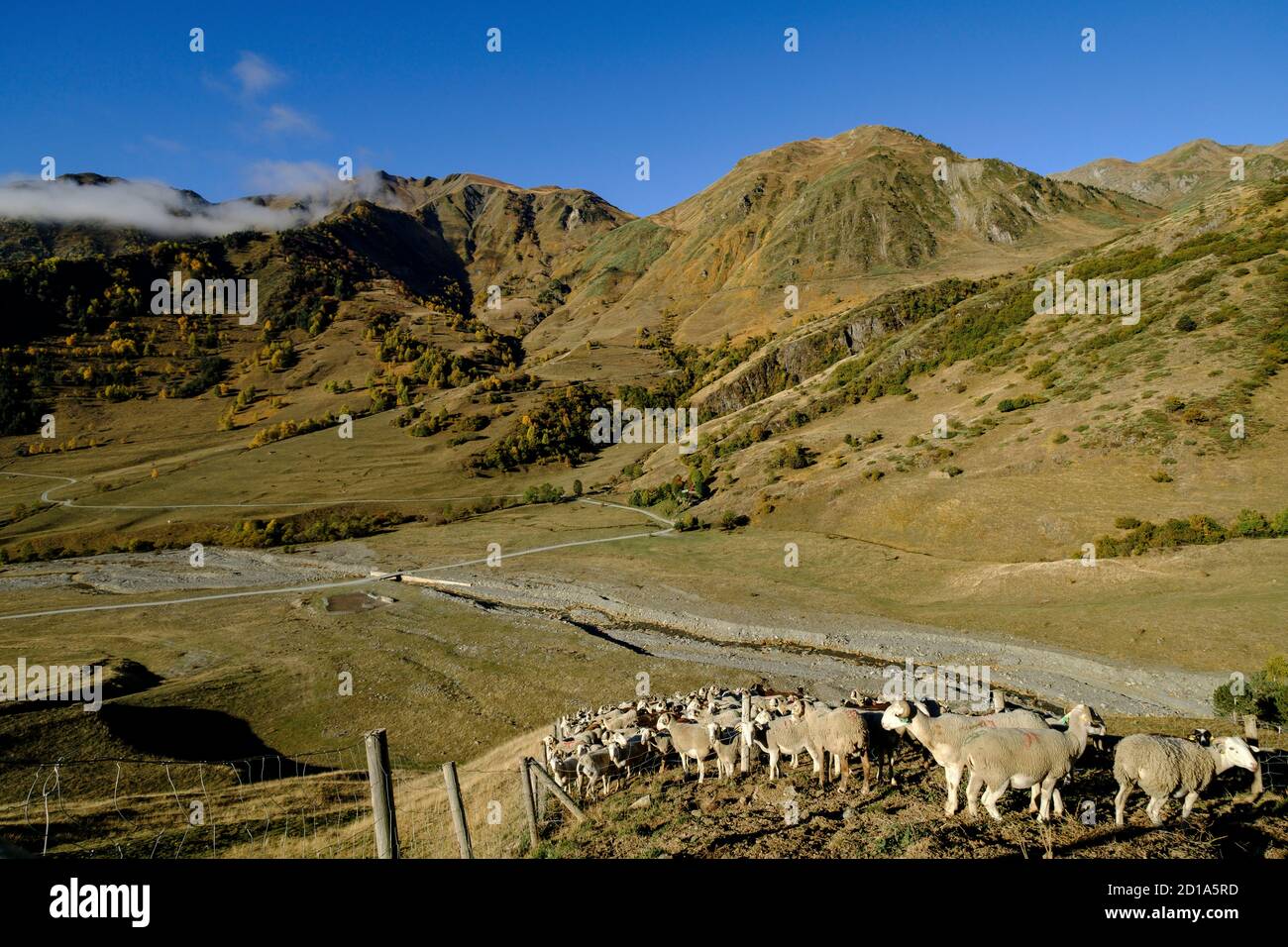 Spanish sheepdog hi-res stock photography and images - Alamy