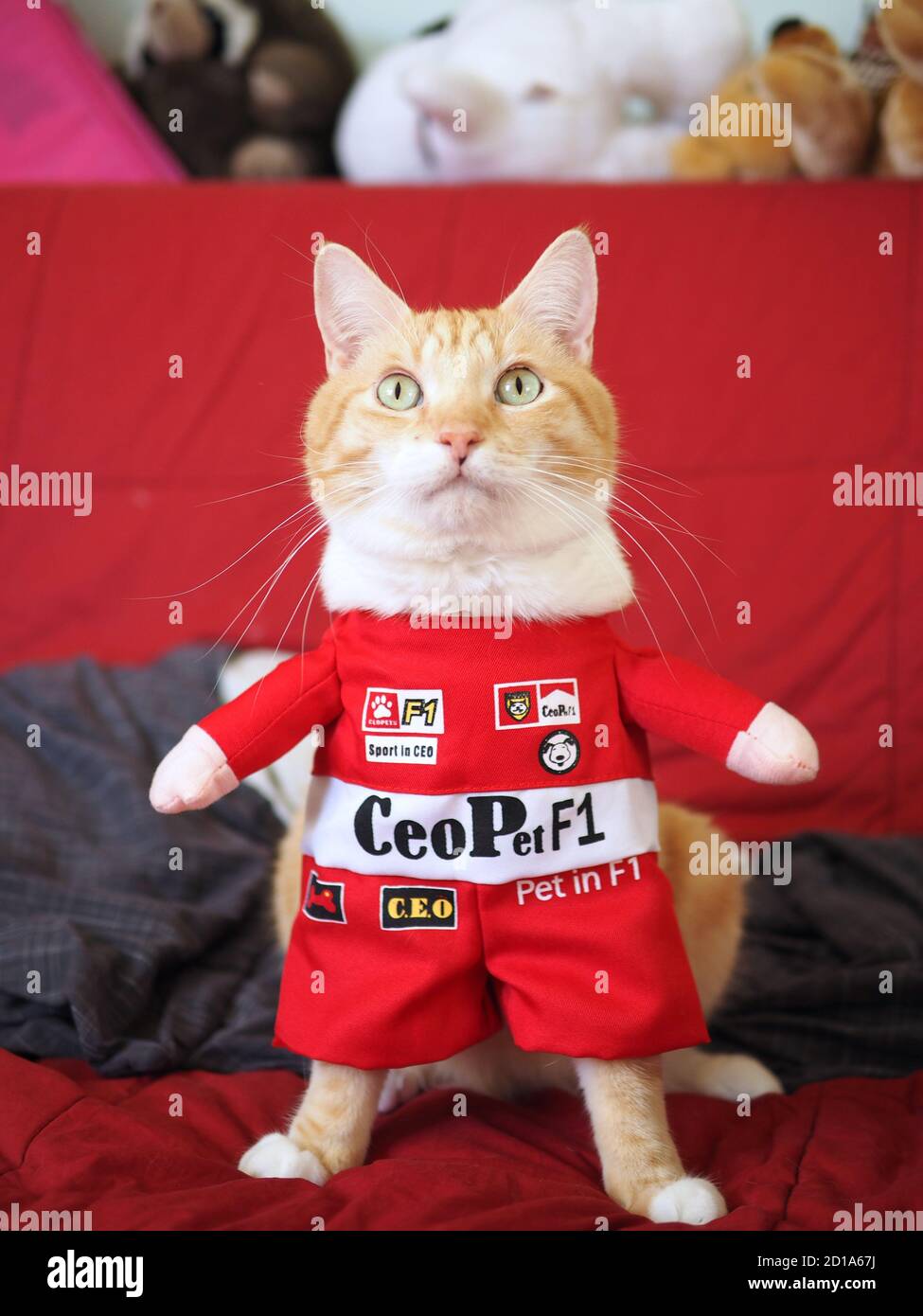 F1 Driver Cat High Resolution Stock Photography and Images - Alamy