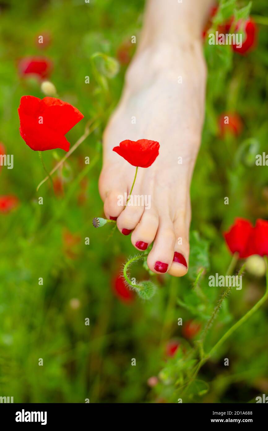 A girl runs barefoot across a poppy field. Red blooming poppy flowers ...
