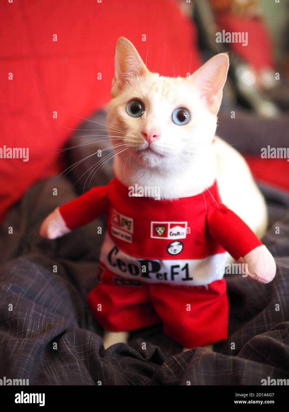 Mitzie the F1 Driver cat Stock Photo - Alamy