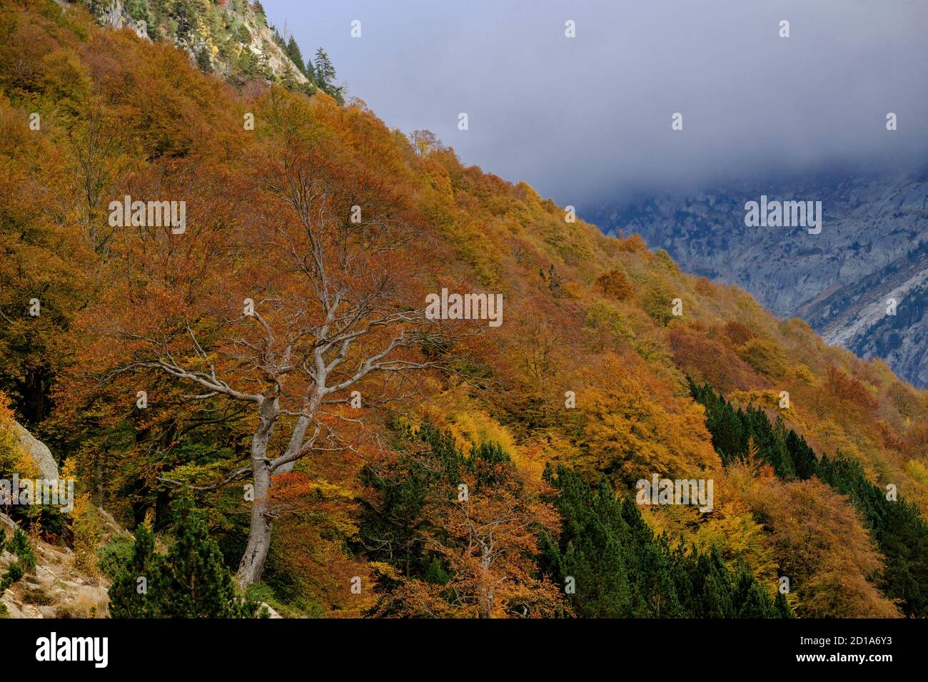 beech forest, Fagus sylvatica, Molières valley, Aran , Lleida, Pyrenean ...