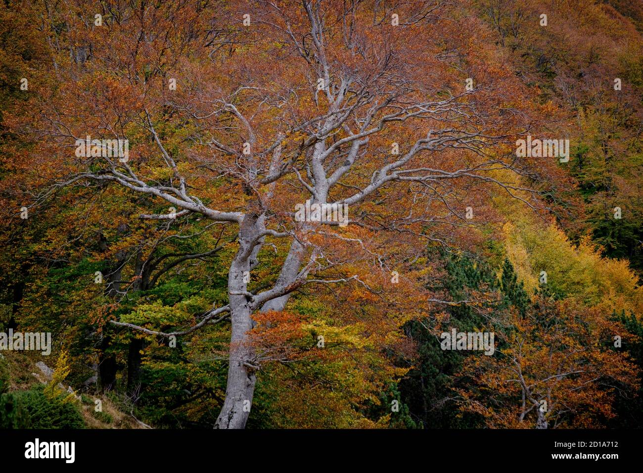 Humid Continental Vegetation