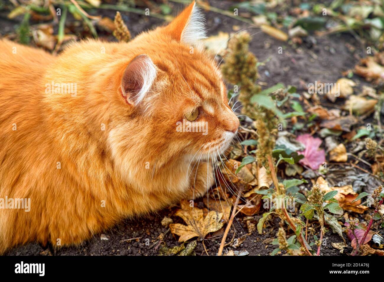 Autumn leaf hunting hi-res stock photography and images - Alamy
