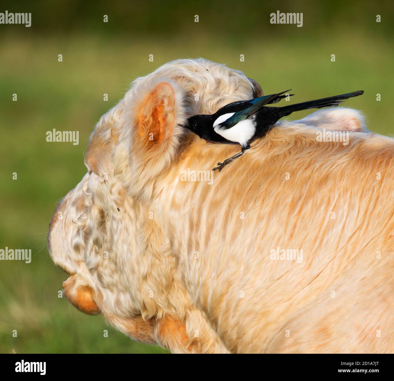Charolais bull getting his ears cleaned by a magpie Stock Photo - Alamy