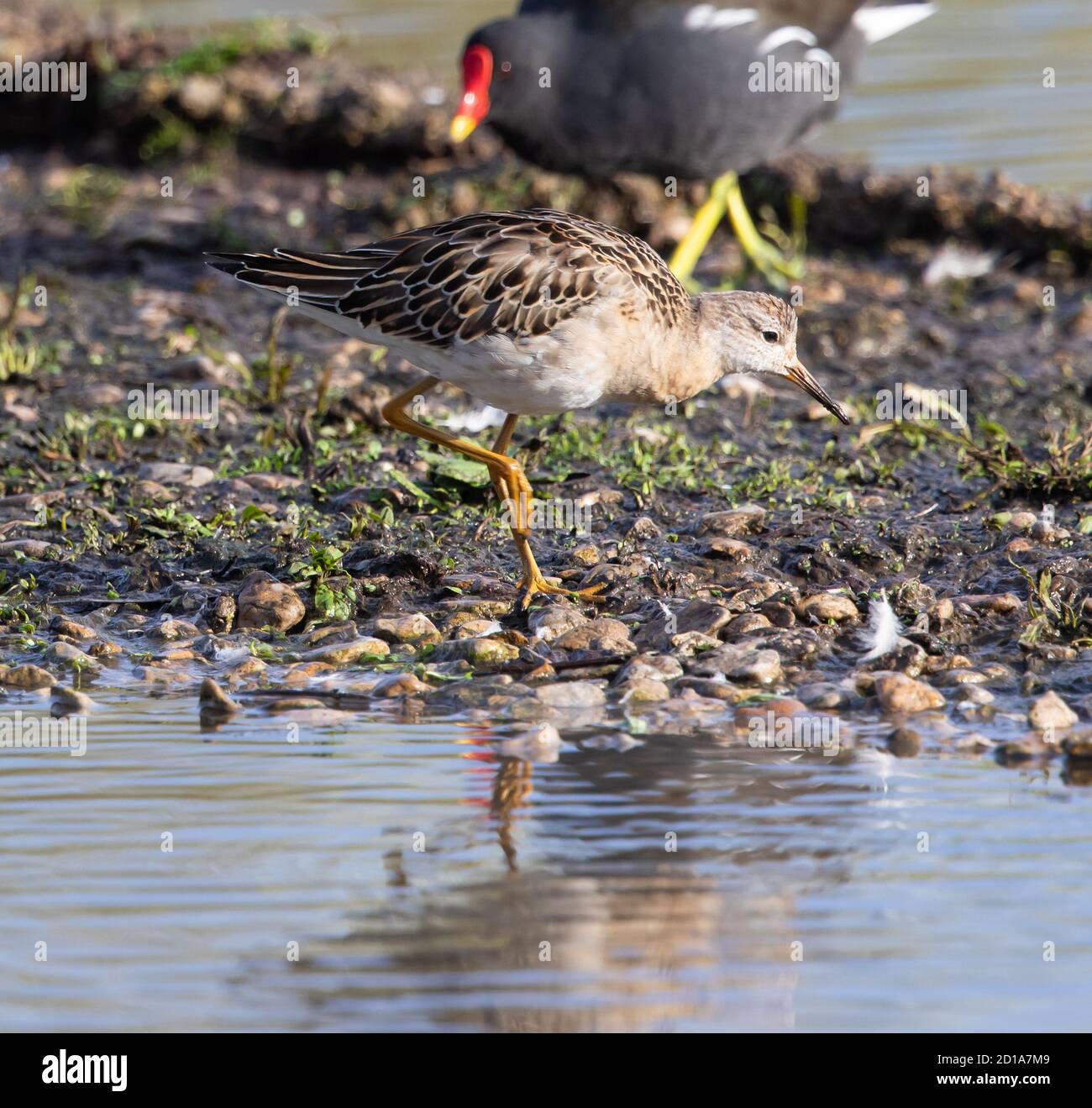 Juvenile Ruff on migration at Slimbridge WWT Stock Photo - Alamy