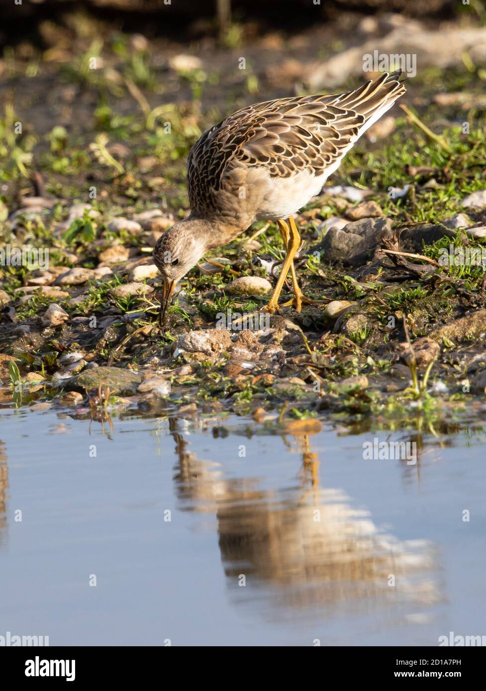 Juvenile Ruff on migration at Slimbridge WWT Stock Photo - Alamy