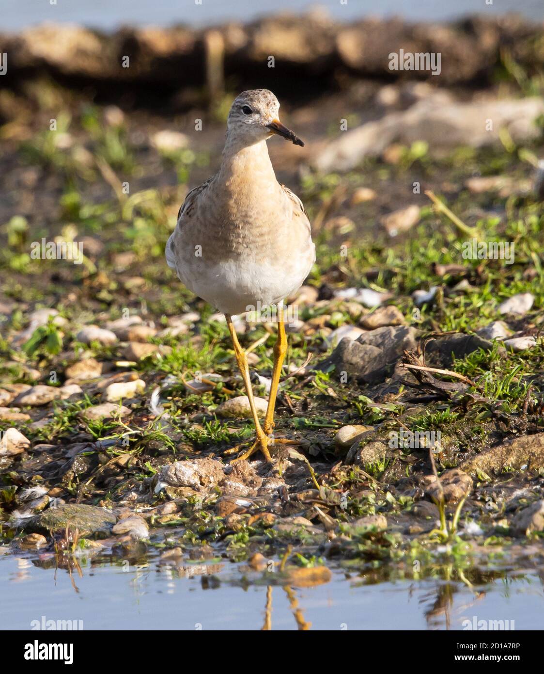 Juvenile Ruff on migration at Slimbridge WWT Stock Photo - Alamy