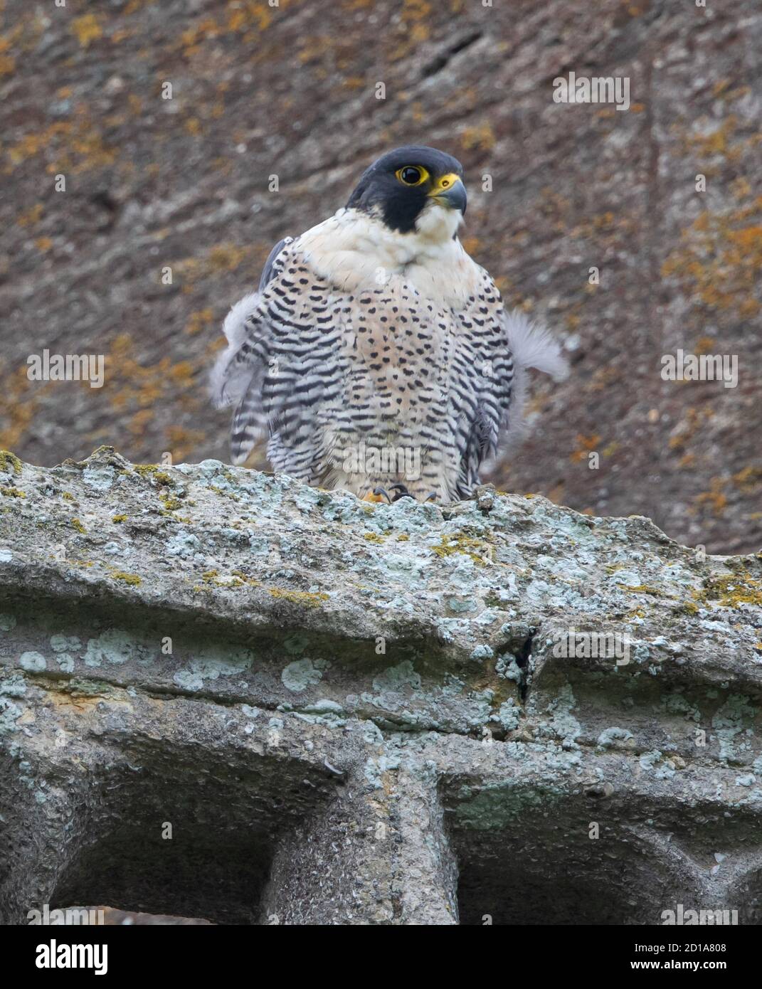 Peregrine Falcon on the church tower at Slimbridge in Gloucestershire ...
