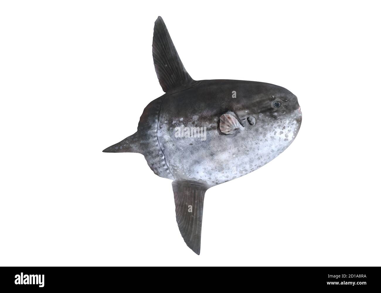 Sharptail sunfish hi-res stock photography and images - Alamy