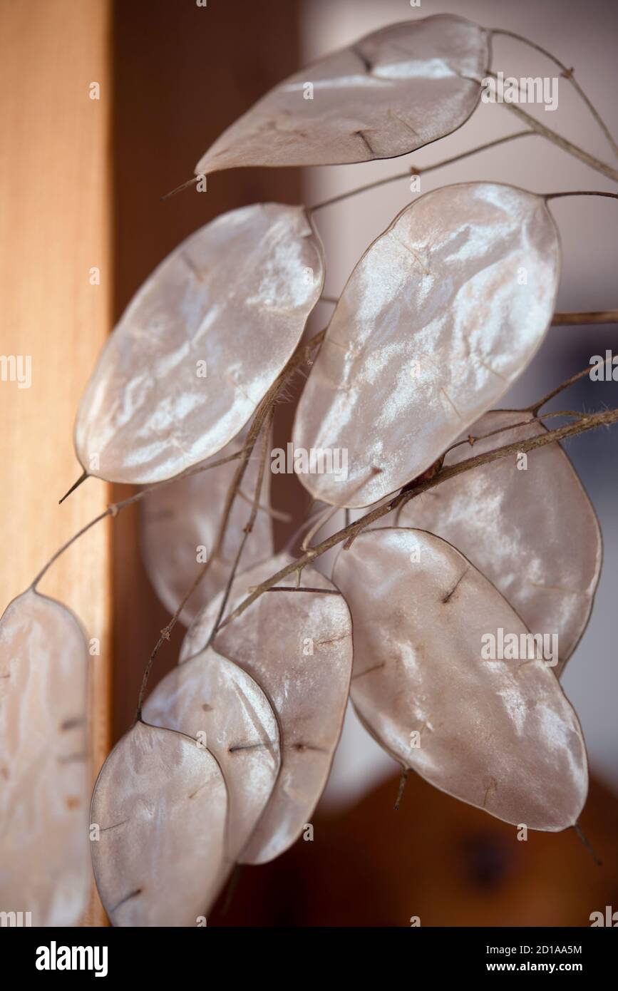 Translucent silicle membranes hi-res stock photography and images - Alamy