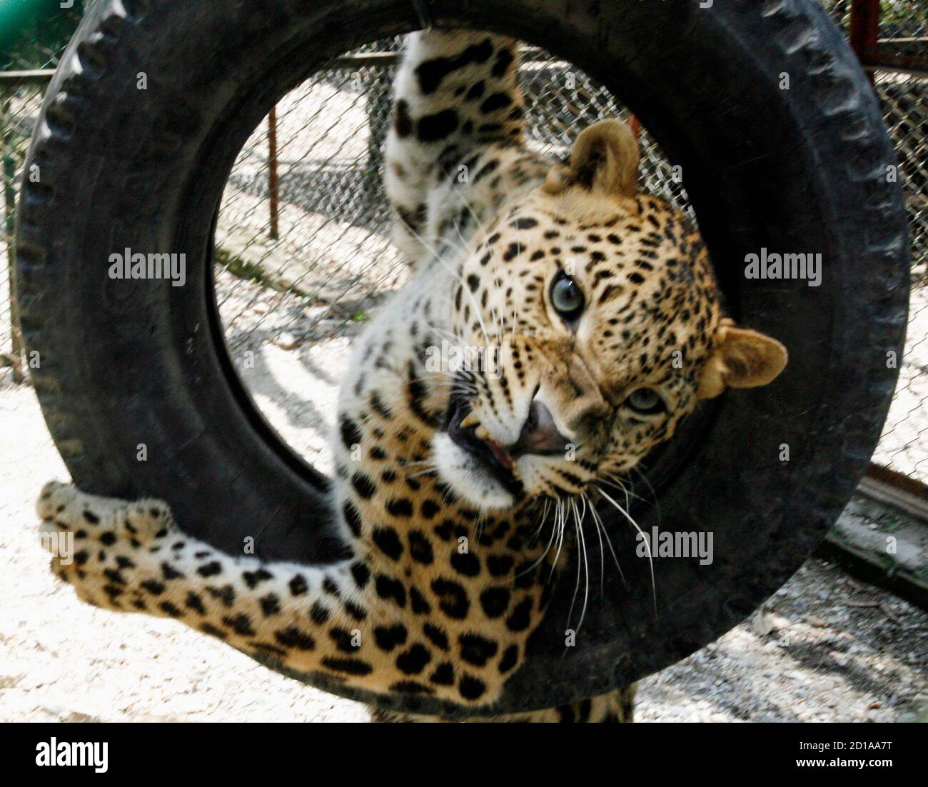India leopard city hi-res stock photography and images - Alamy