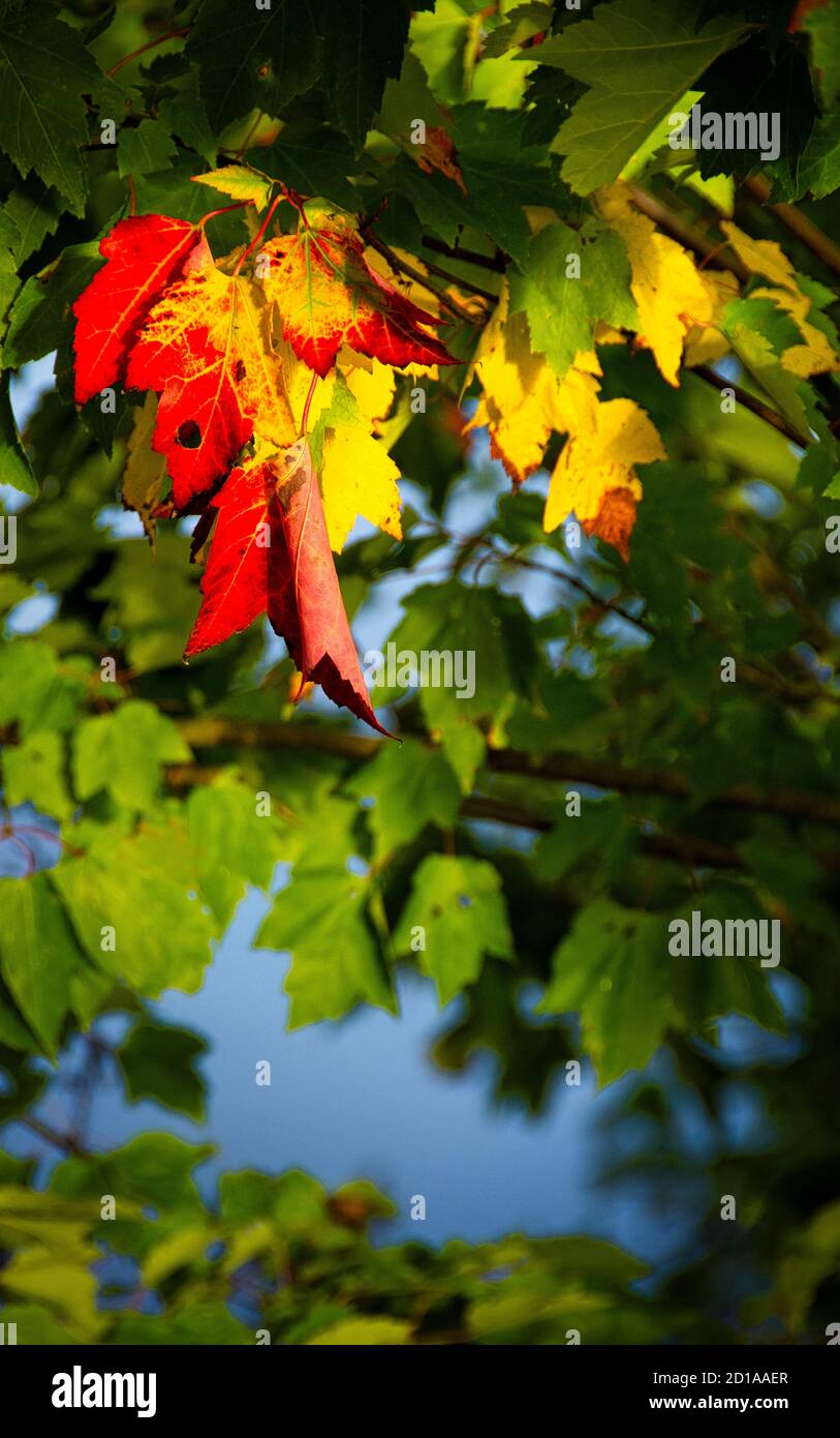 Red and Green Trees begin to break down the green chlorophyll in their ...