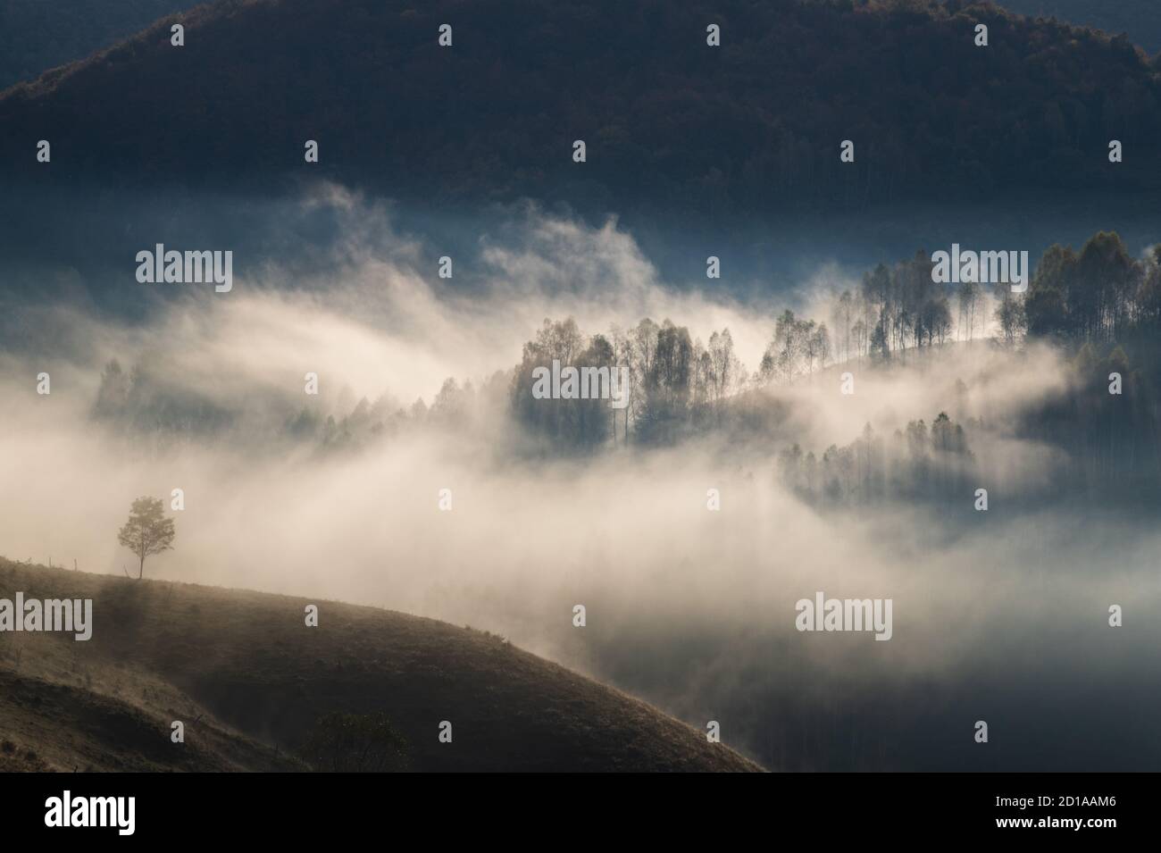 beautiful early autumn nature background foggy trees in the mountains ...