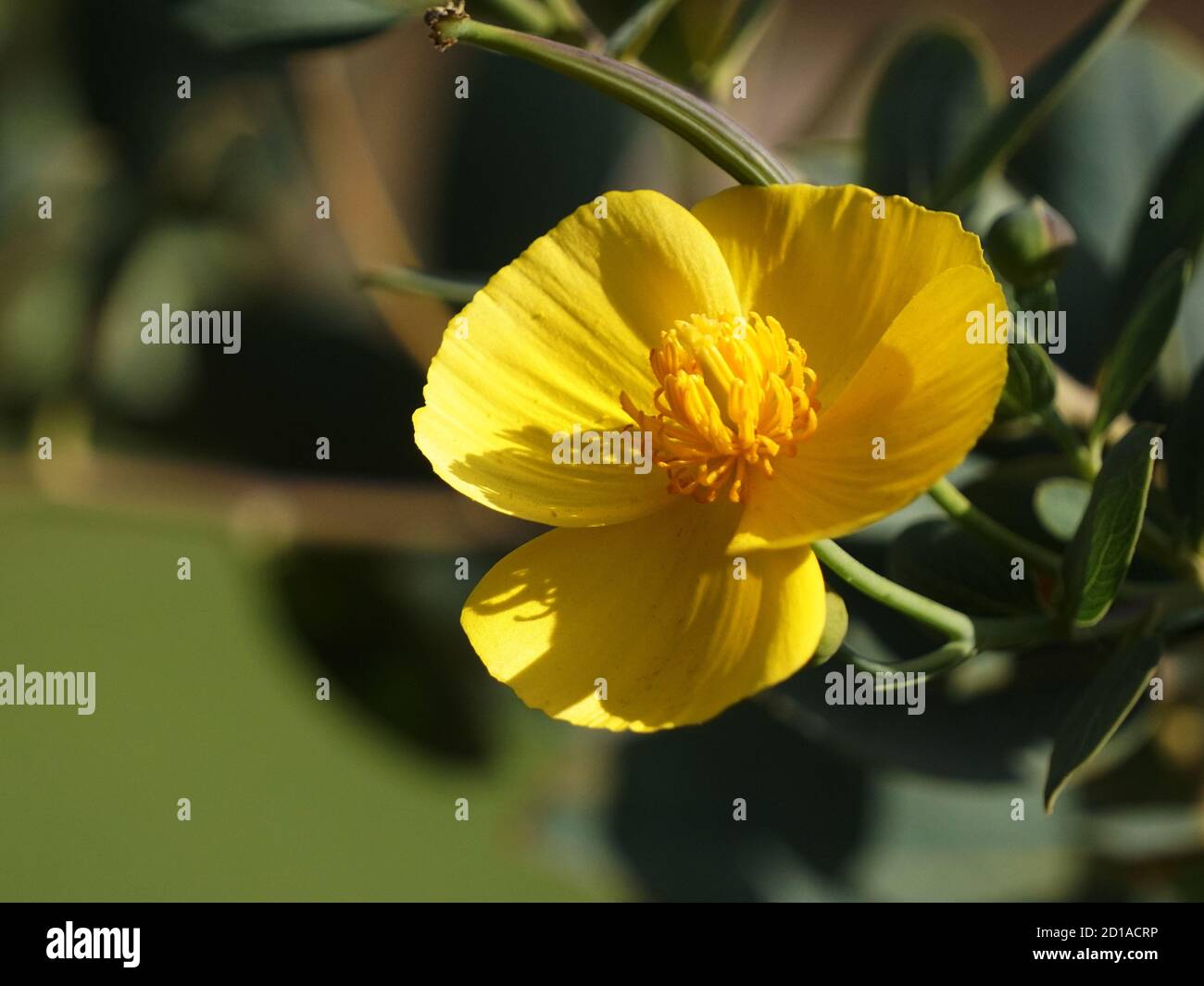 Bush poppy tree poppy hi-res stock photography and images - Alamy