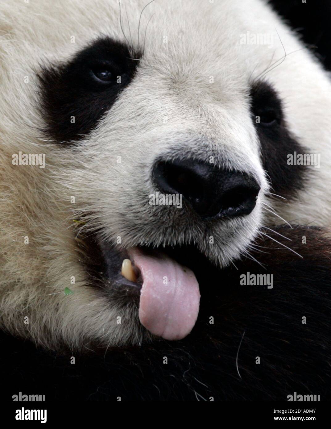 Oji zoo hi-res stock photography and images - Alamy
