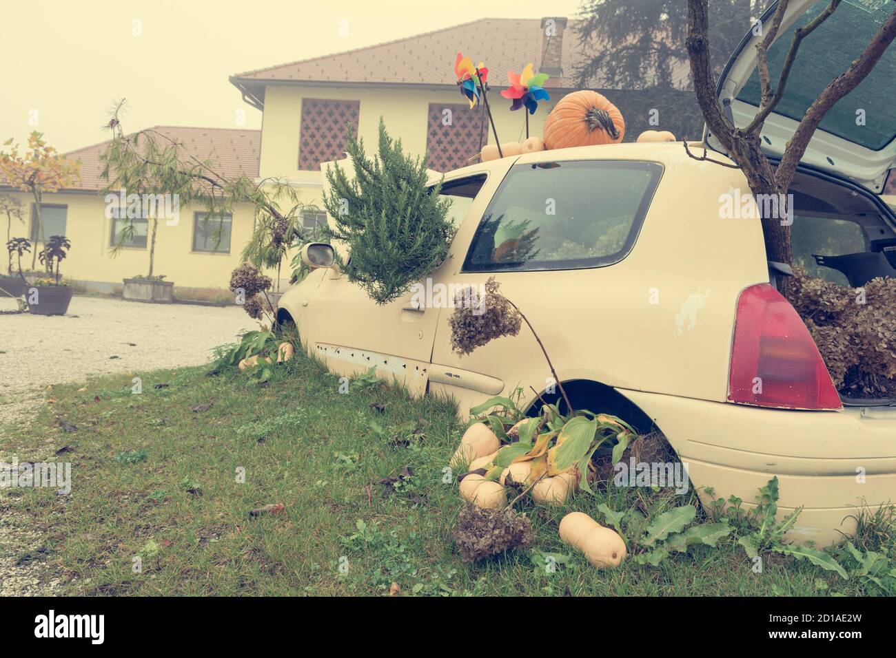 Many pumpings and plants growing in old car outdoor Stock Photo - Alamy