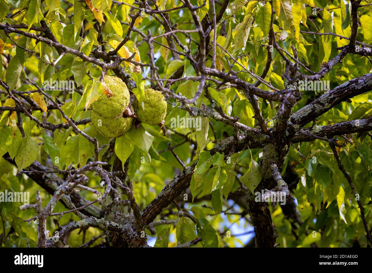 Osage orange tree hi-res stock photography and images - Alamy