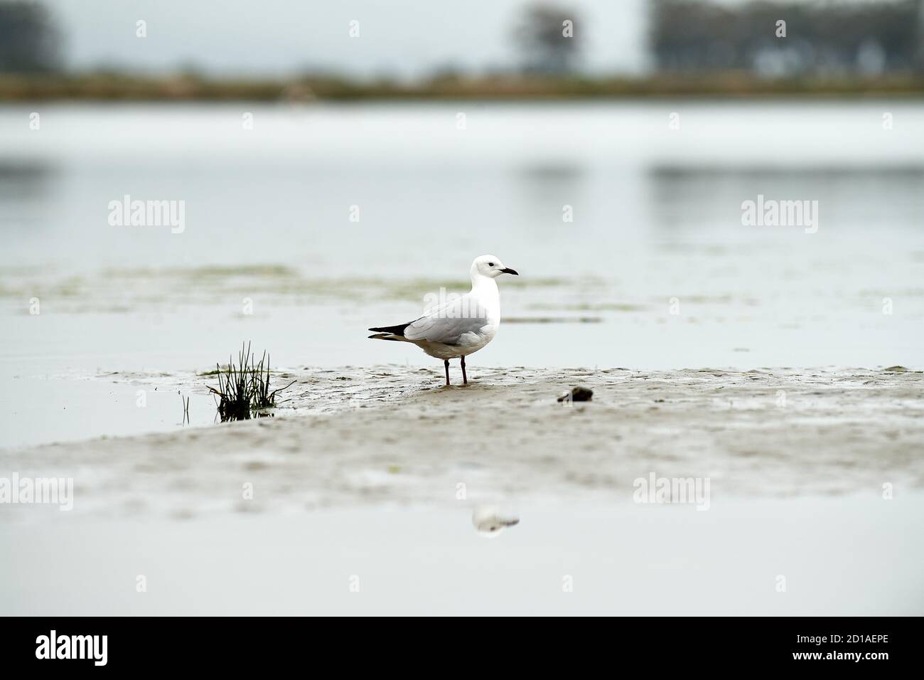 Hartlaub seagull hi-res stock photography and images - Alamy