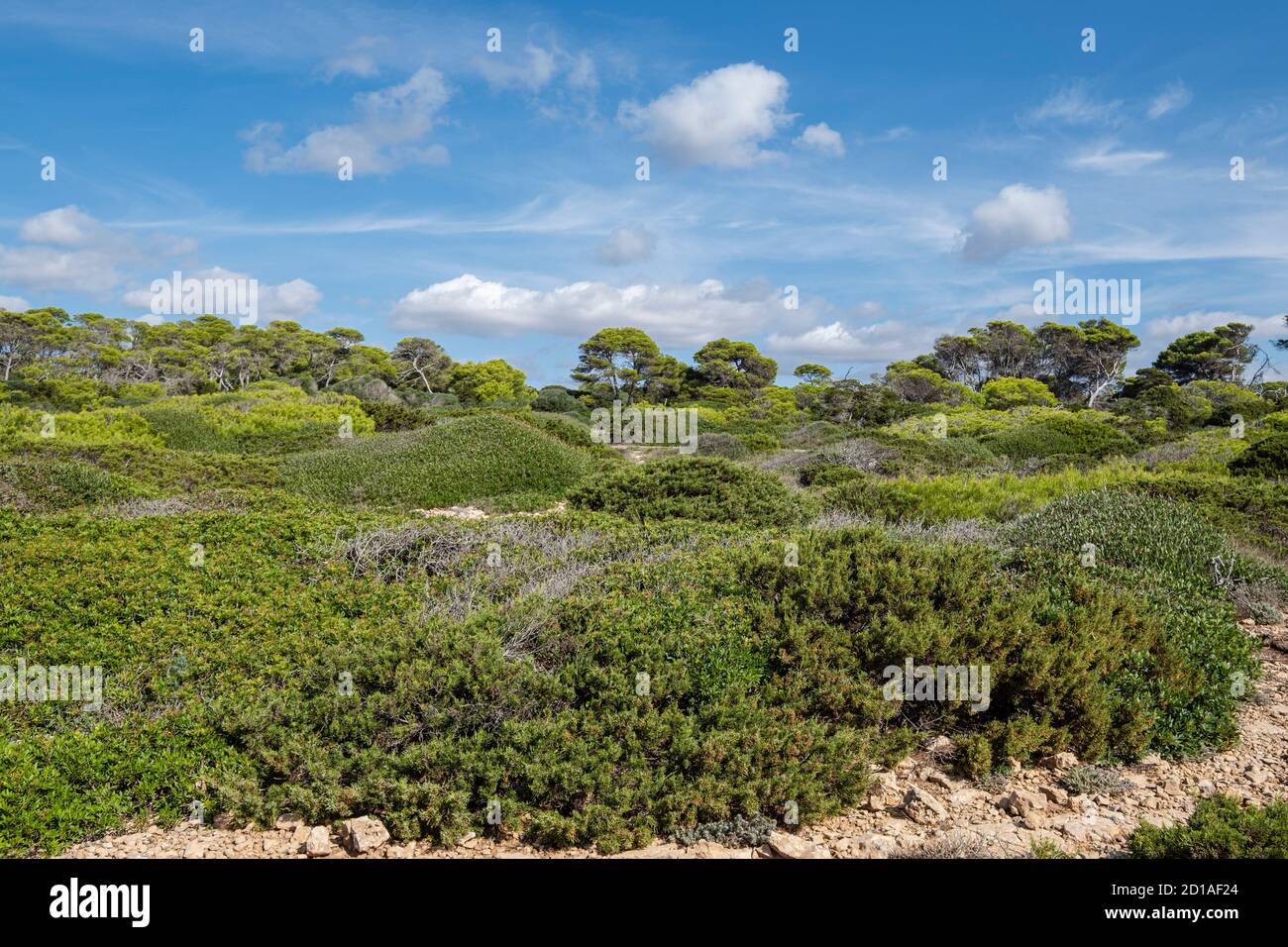Mediterranean forest and scrub,Santanyi coast, Mallorca, Spain Stock ...
