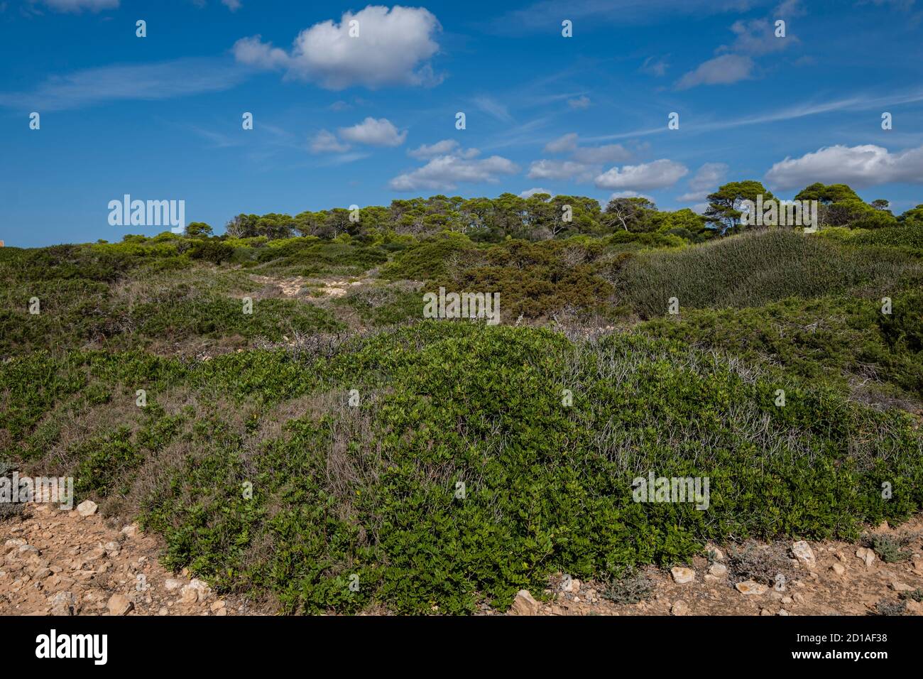 Mediterranean forest and scrub,Santanyi coast, Mallorca, Spain Stock ...