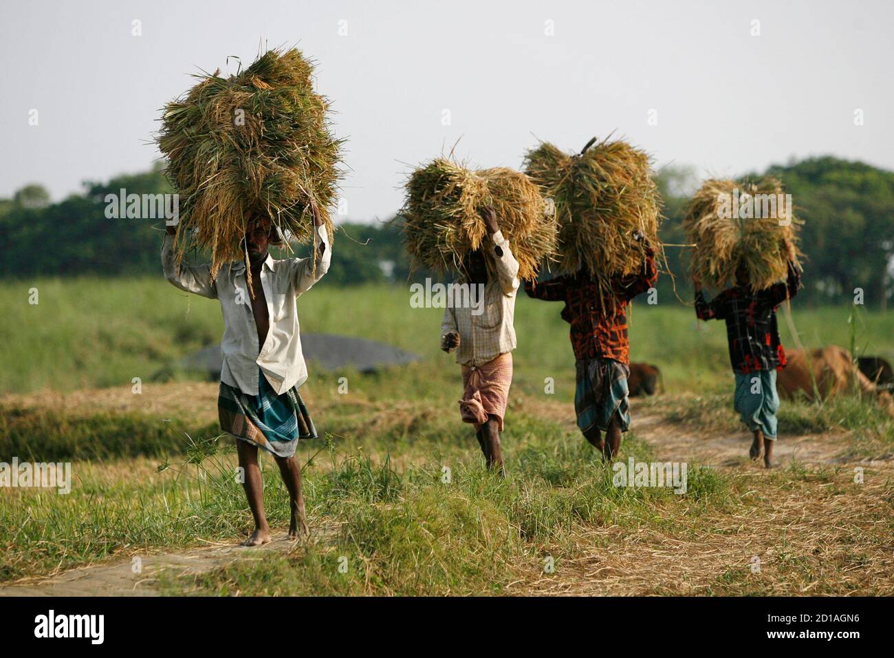 Bangladeshi farmers harvest rice in hi-res stock photography and images ...