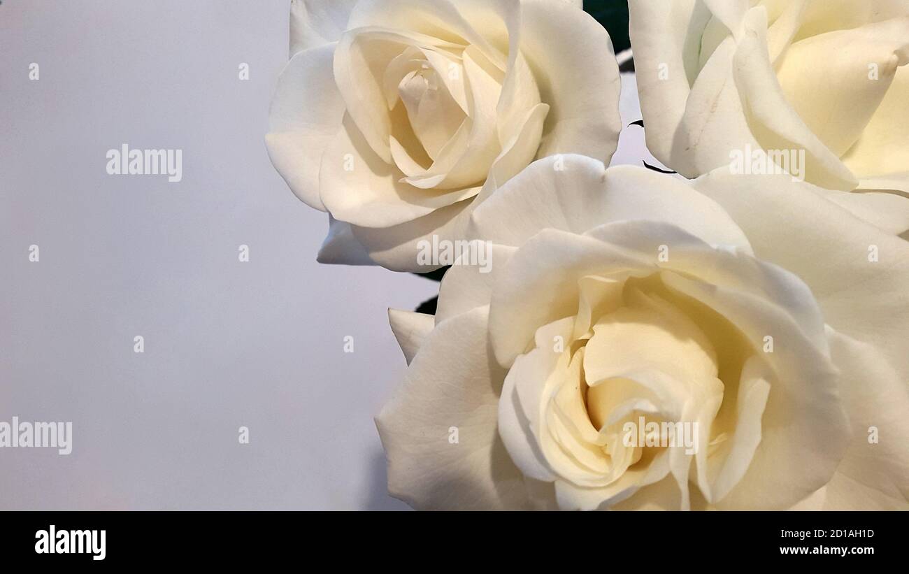 White Rose. Bouquet of white roses. Background for greeting card Stock ...