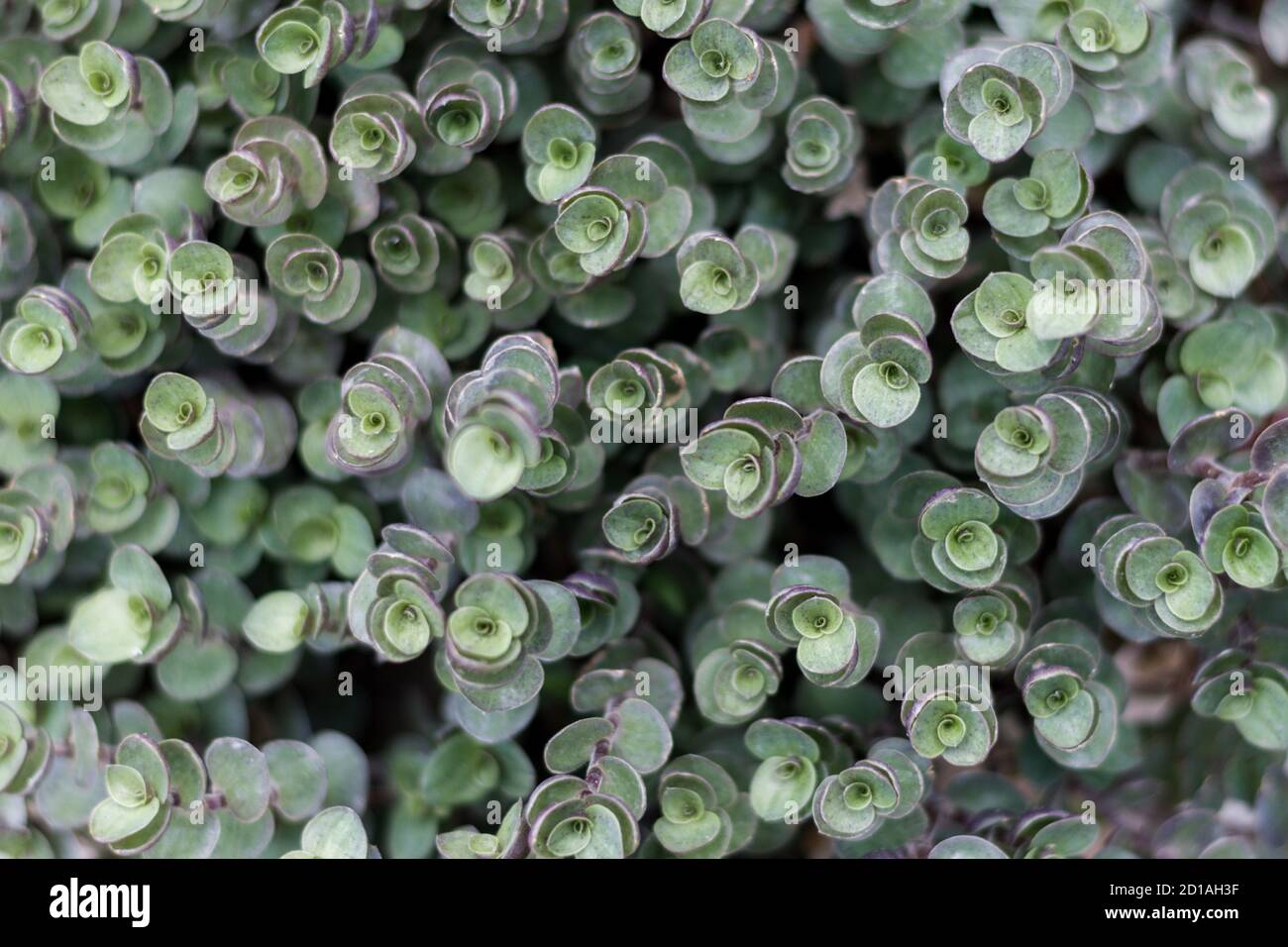 Top down shot of dense stone crop plant with shallow depth of field ...