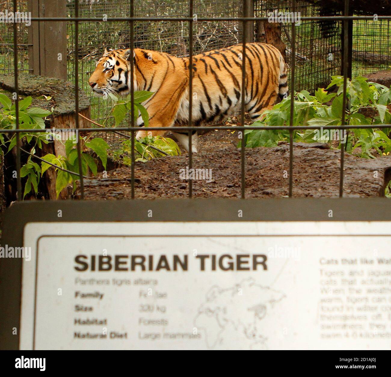 Tiger enclosure hi-res stock photography and images - Alamy