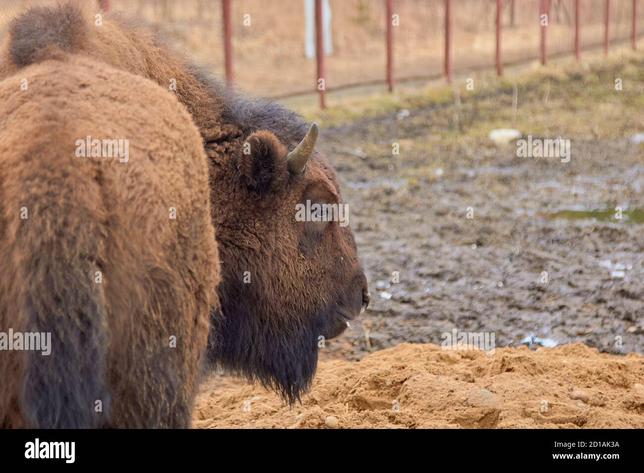 Bison herd russia nature hi-res stock photography and images - Alamy