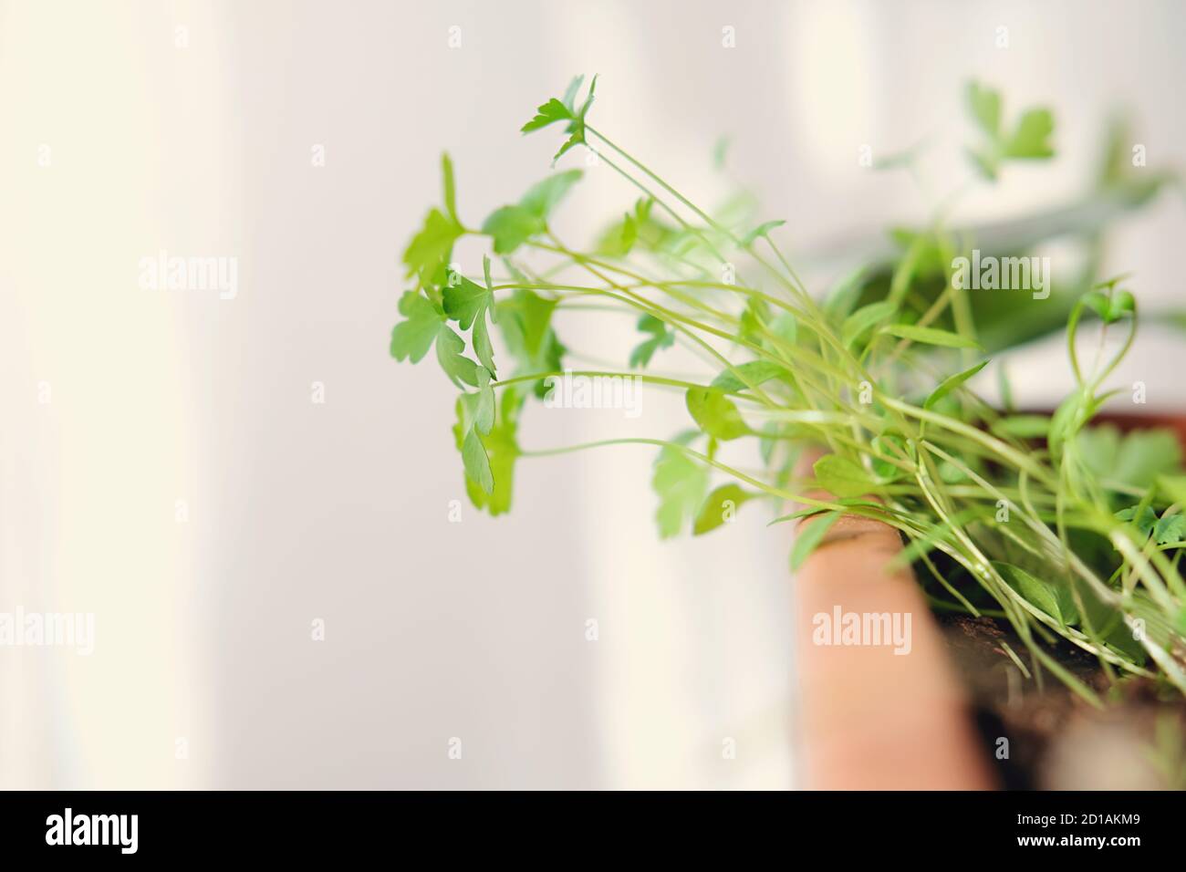 Cilantro growing sprouts or young seedlings in a home planter, ina ...