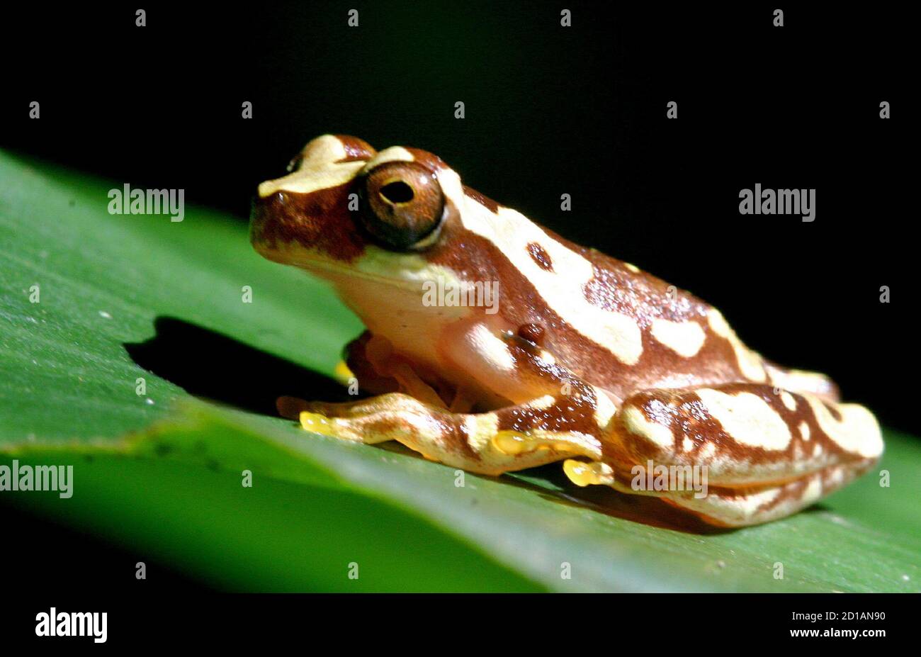 Hourglass treefrog hi-res stock photography and images - Alamy
