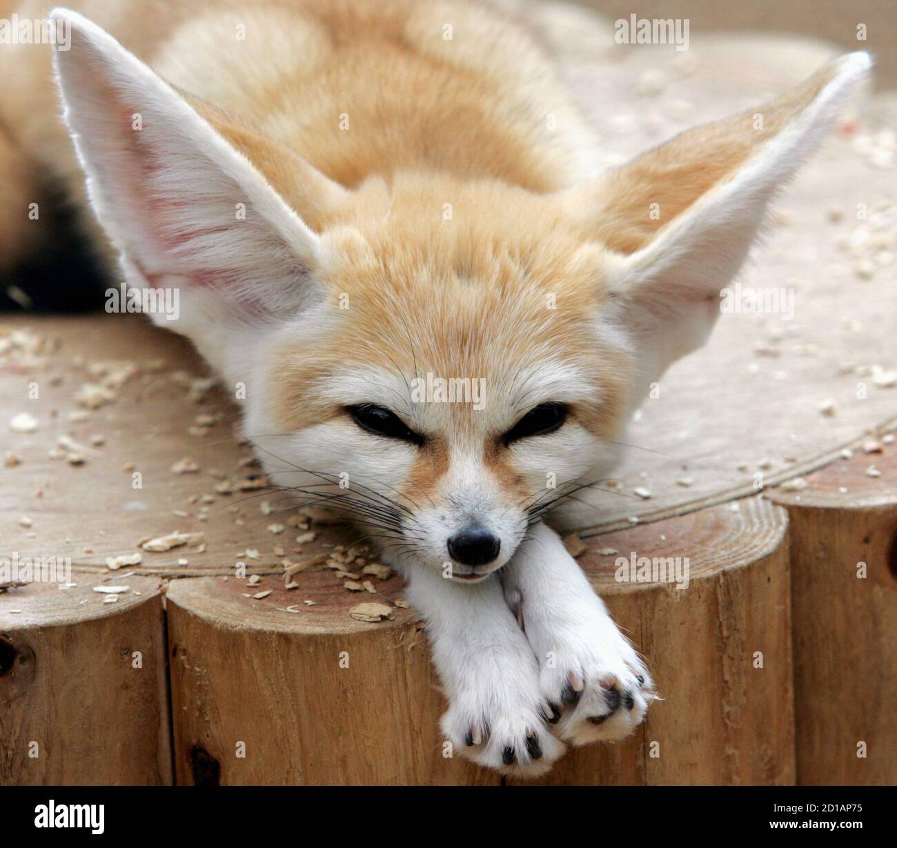 A fennec hi-res stock photography and images - Alamy