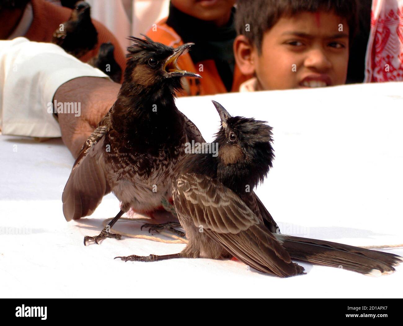 Harvest festivals in india hi-res stock photography and images - Alamy