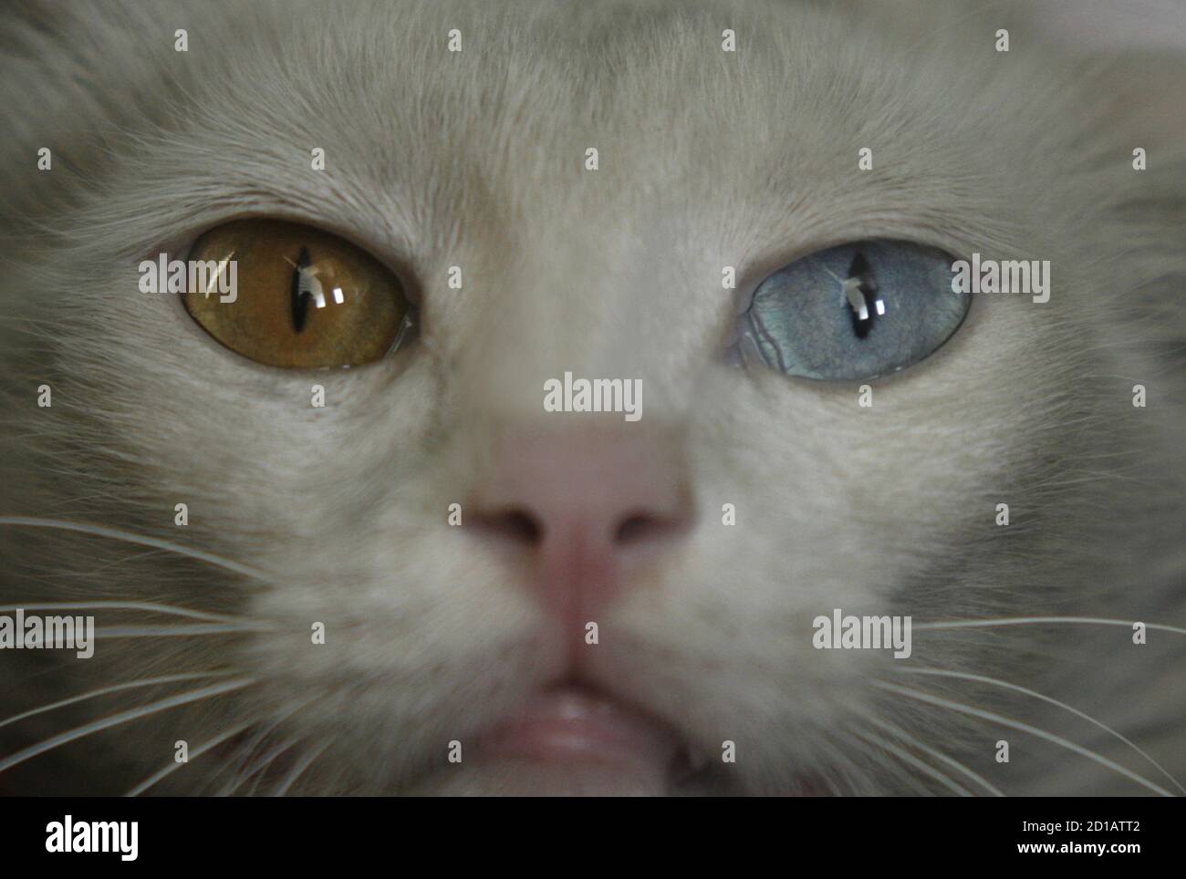 Cat with two different coloured eyes hi-res stock photography and ...
