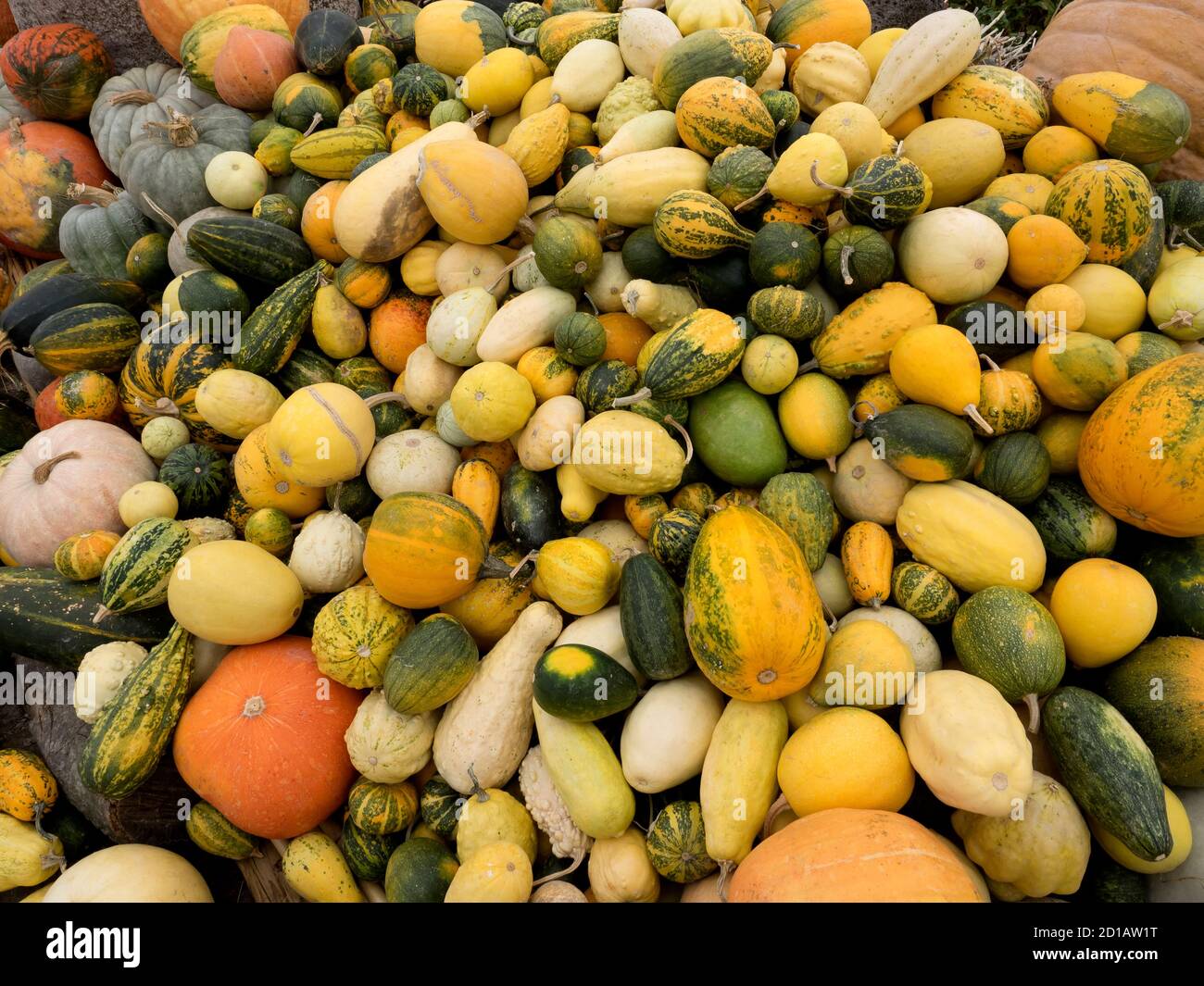 Shapes and sizes of pumpkins hi-res stock photography and images - Alamy
