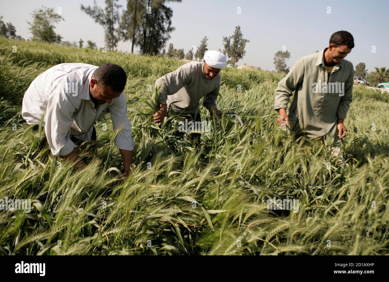 Egypt wheat field nile hi-res stock photography and images - Alamy