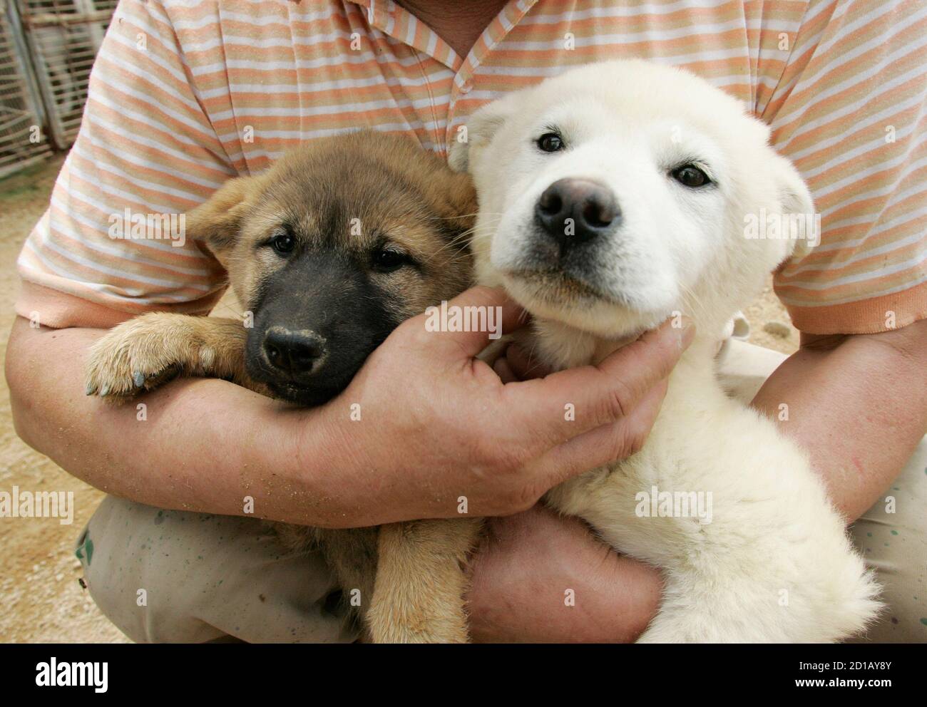 Korean Jindo Dog High Resolution Stock Photography and Images - Alamy