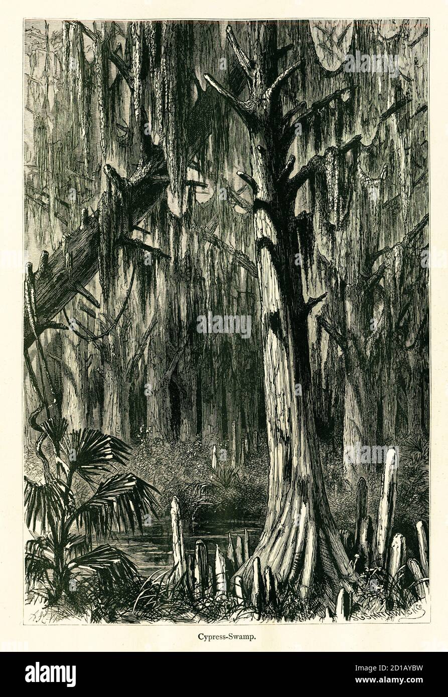 Cypress tree engraving swamp hi-res stock photography and images - Alamy