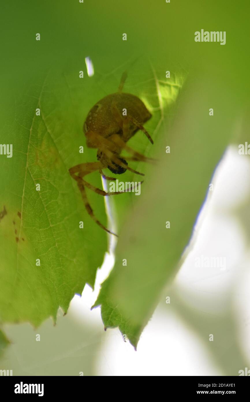 Invasive spiders hi-res stock photography and images - Alamy