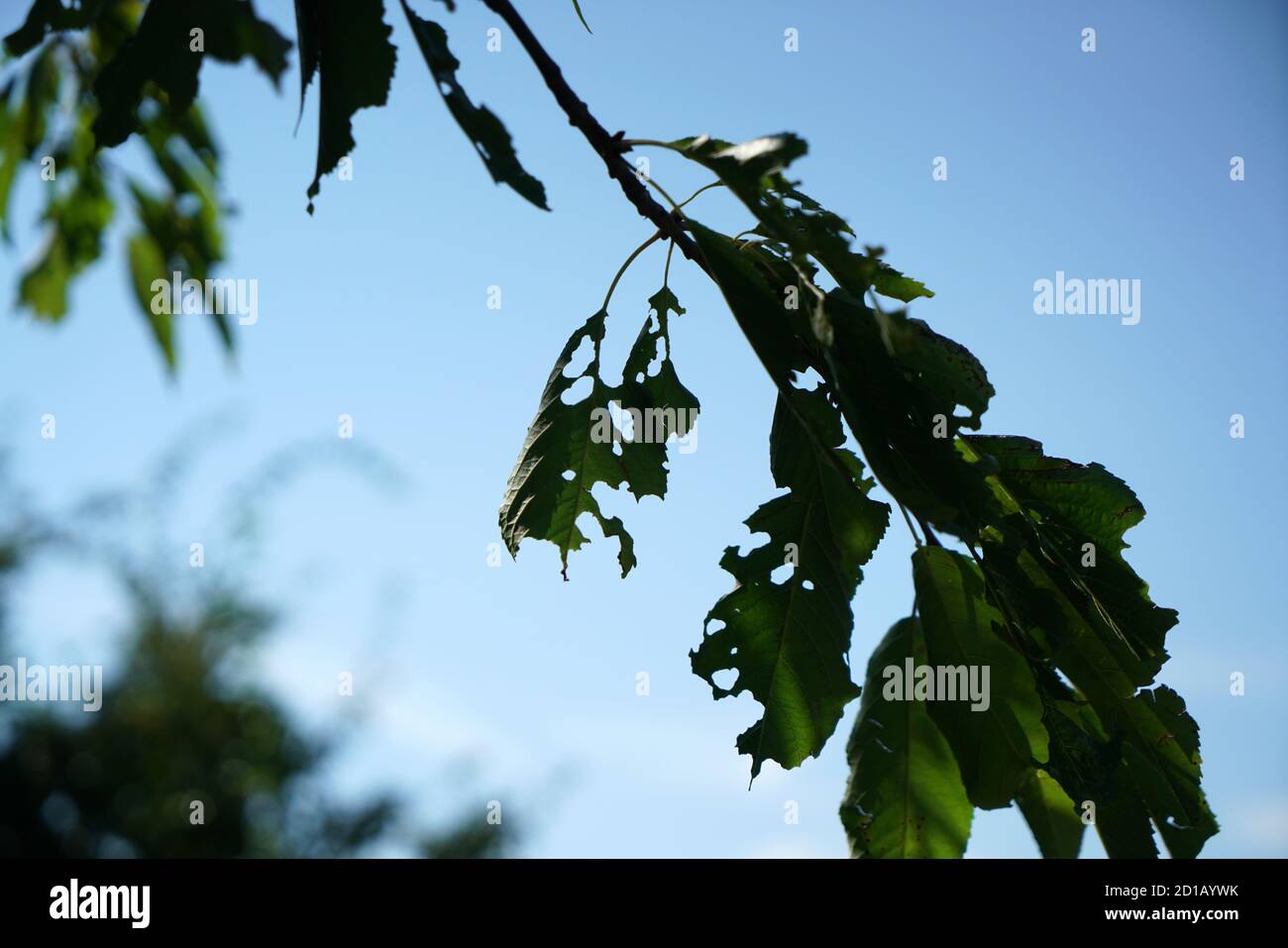 Closeup focus shot of torn tree leaves Stock Photo - Alamy