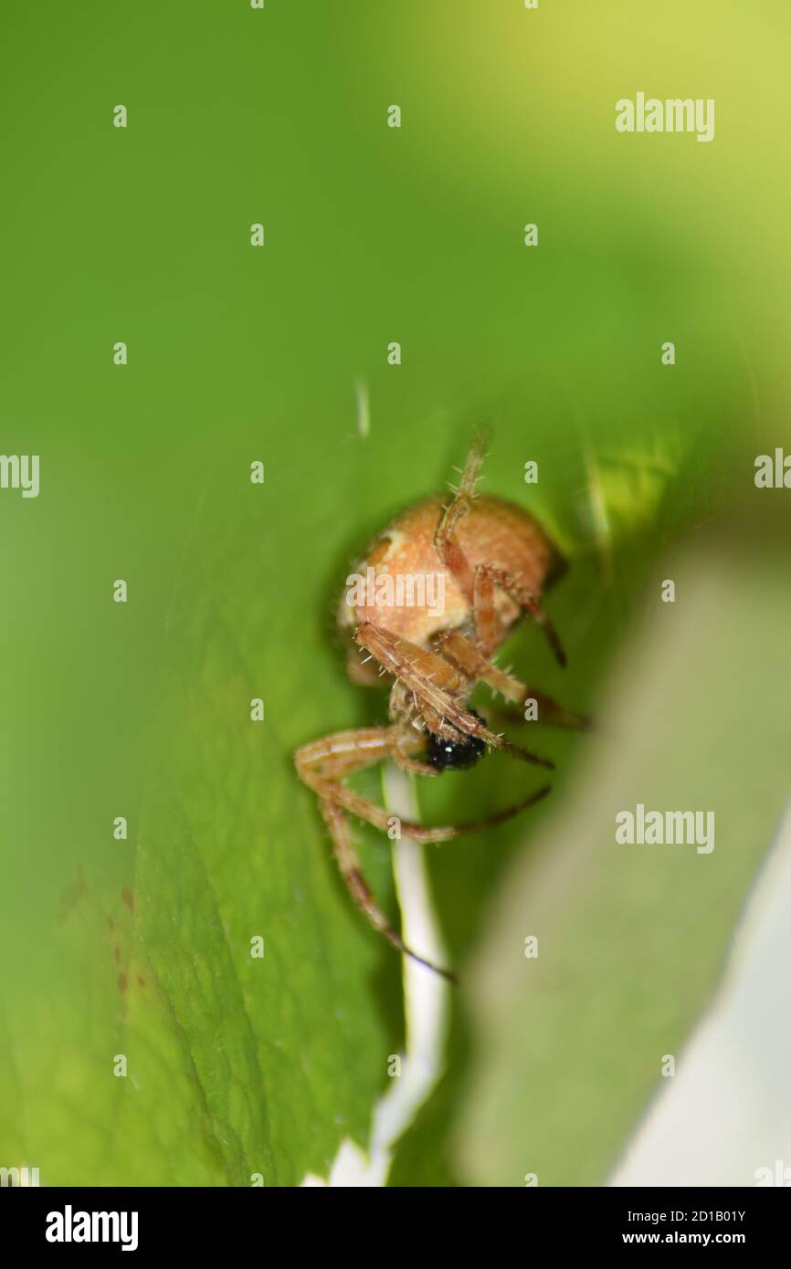 Invasive spiders hi-res stock photography and images - Alamy