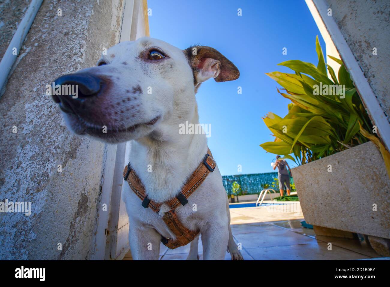 Closeup low angle shot of a white dog face in the shadow Stock Photo ...
